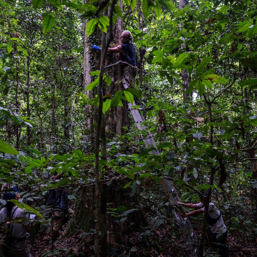 Meet the Team Climbing Trees in the Amazon to Better Understand Carbon ...